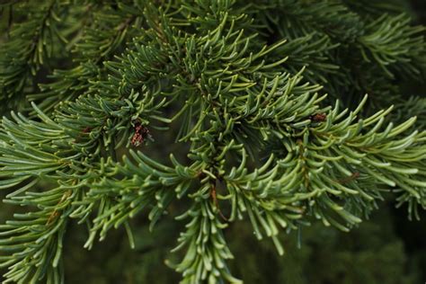 Image result for Subalpine Fir Tree