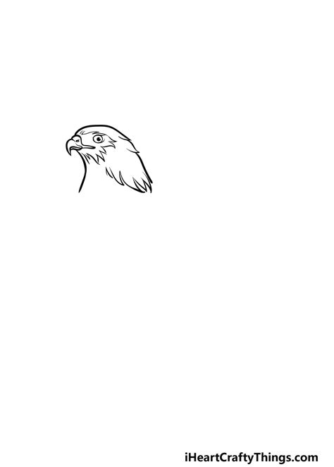 Image result for Hawk Beak Drawing