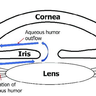 Image result for Aqueous Humor Outflow