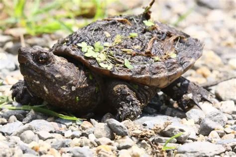 Image result for Common Snapping Turtle Life Cycle