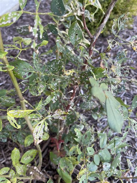 Image result for Rose Bush Problems