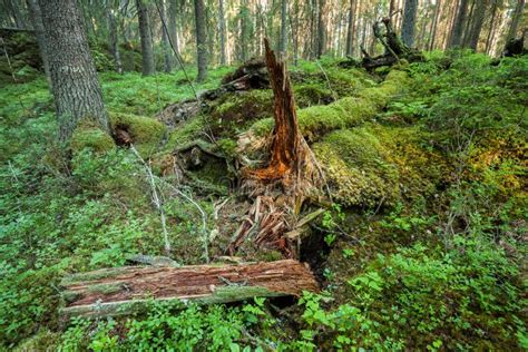 Image result for Rust On Fir Tree Trunk