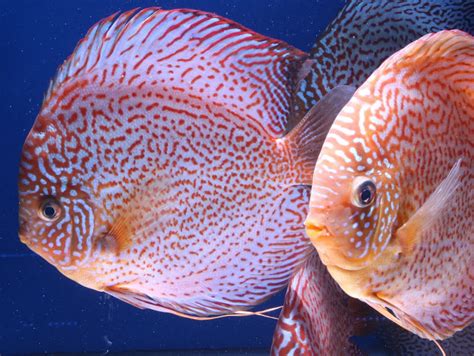 Image result for Red Coral Discus