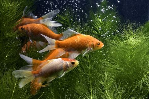 Image result for Discus Fish School