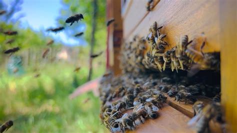 Image result for Bees While Pollinating
