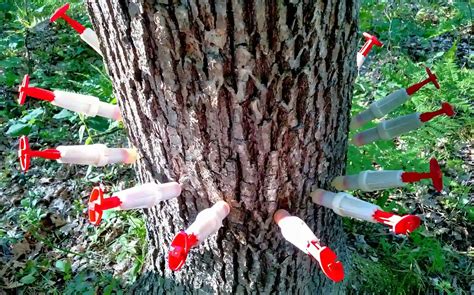 Image result for Injecting Trees with Insecticide