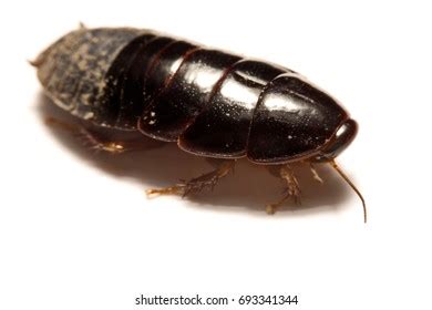 Image result for Burrowing Cockroach