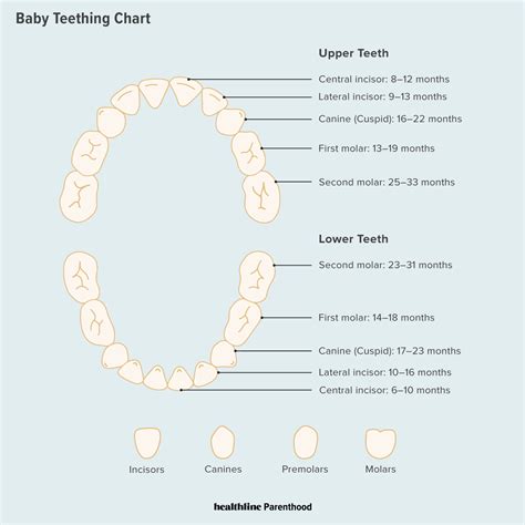Image result for Teething Chart