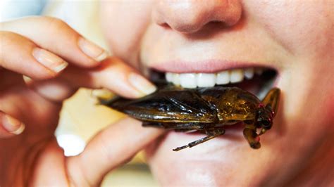 Image result for Cockroach Eating Food