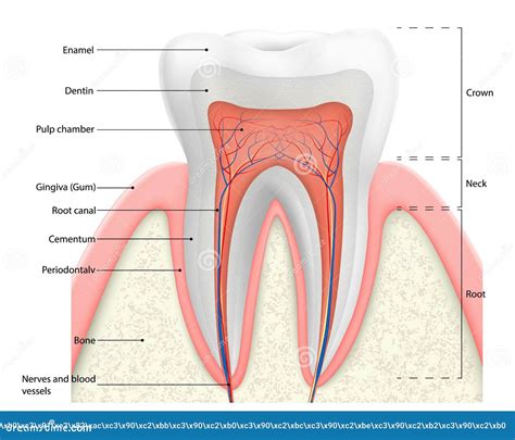 Image result for Human Tooth Structure