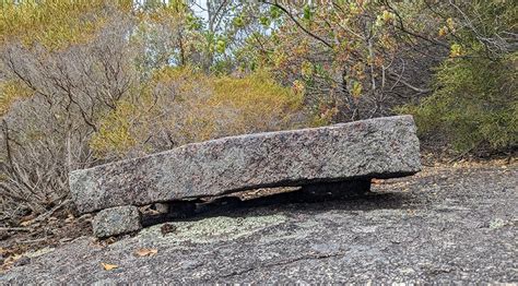 Image result for Lizard Traps