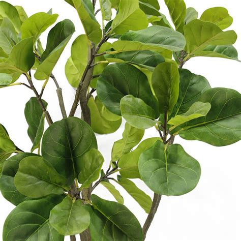 Image result for Fake Fiddle Fig Tree