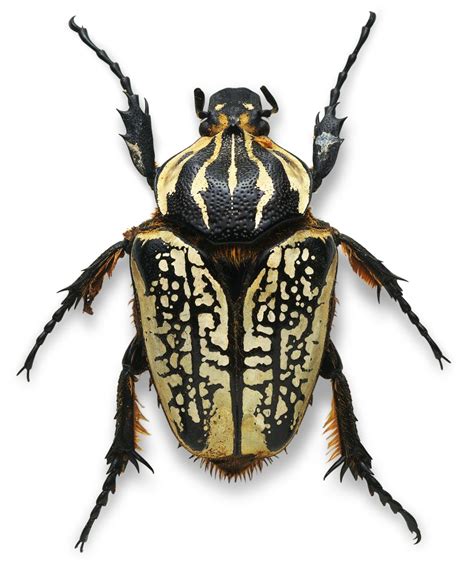 Image result for All Types of Insects