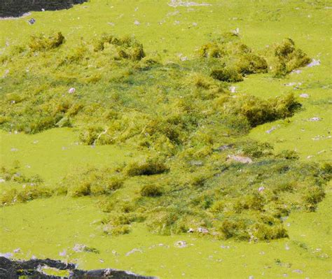 Image result for Large Pond Algae Control