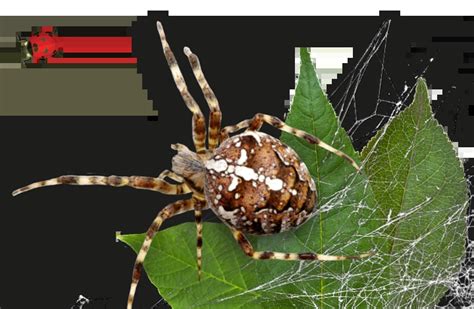 Image result for Beast Tutorial