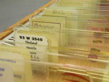 Image result for Preparing Simple Microscope Slides