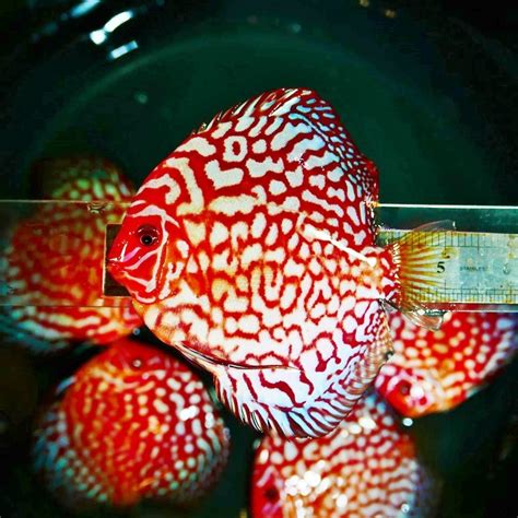 Image result for Red Eagle Discus