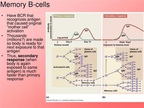 PPT - Immune Memory and Vaccines PowerPoint Presentation, free download ...