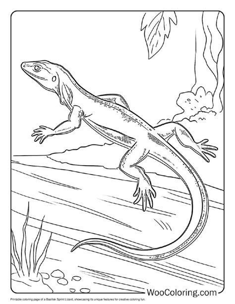 Image result for Lizard Coloring Pages