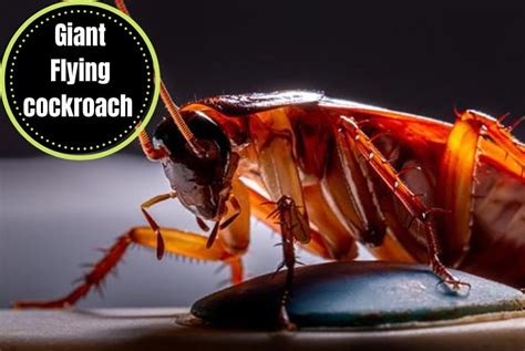 Image result for Small Flying Cockroach