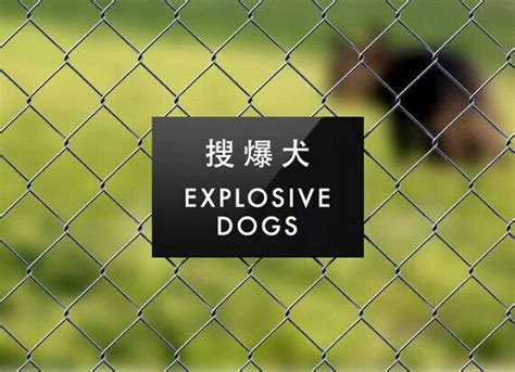 Image result for Exploding Dogs Just for Laughs