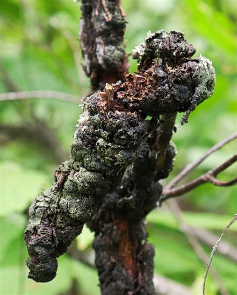 Image result for Tree Fungus Identifier