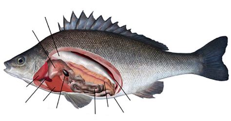 Image result for Perch Fish Dissection