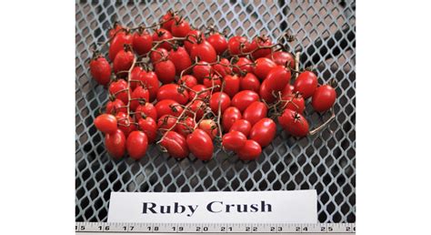Image result for Ruby Crush