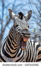 Image result for Smiling Zebra