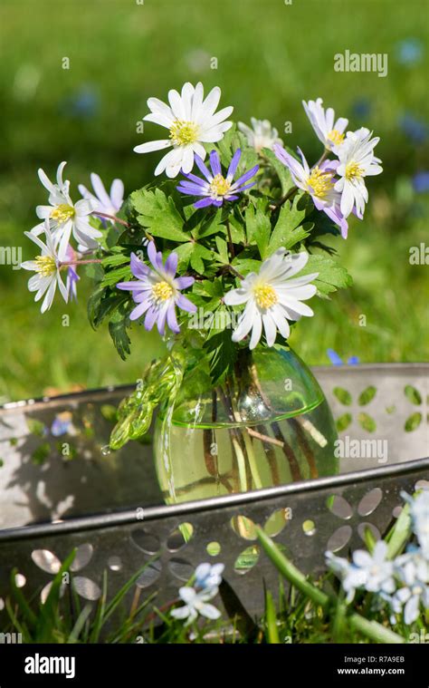 Spring flowers on nature background Stock Photo - Alamy