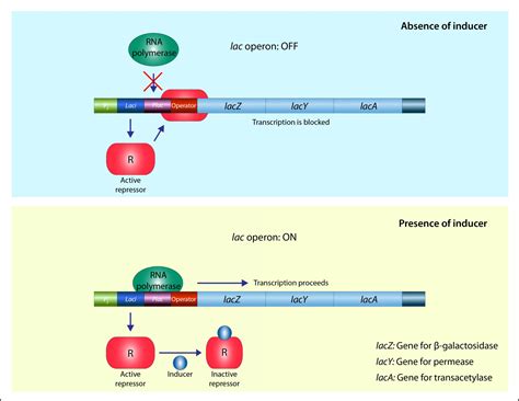 Image result for Operon System