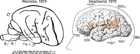 Image result for The Function of the Wernicke Connection