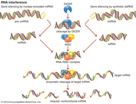 Image result for RNA Interference