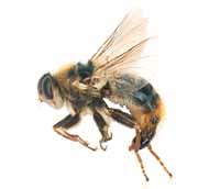 Image result for Mouse Bot Fly