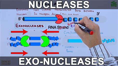 Image result for Exonuclease Function