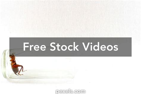 Image result for Cricket Insect Jump Animation