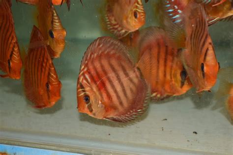 Image result for Red Tiger Discus