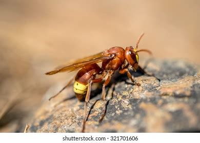 Image result for Lesser Pumpkin Fly