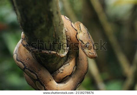 Image result for Motley Reticulated Python