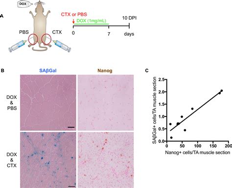Image result for Senescence Reprogramming