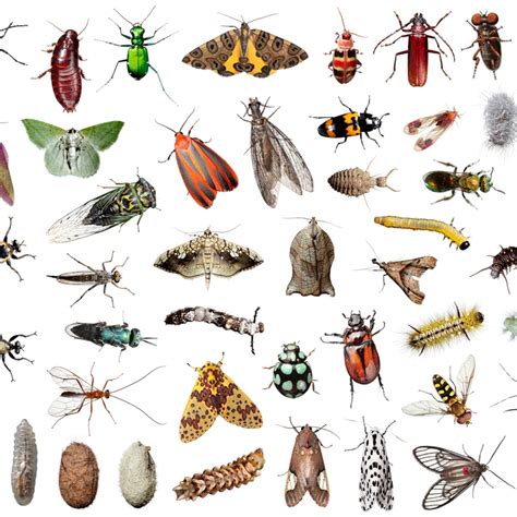 Image result for All Insects