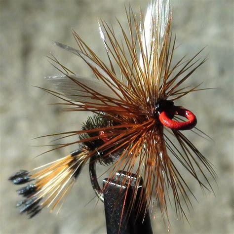 Image result for Royal Coachman Fly Pattern