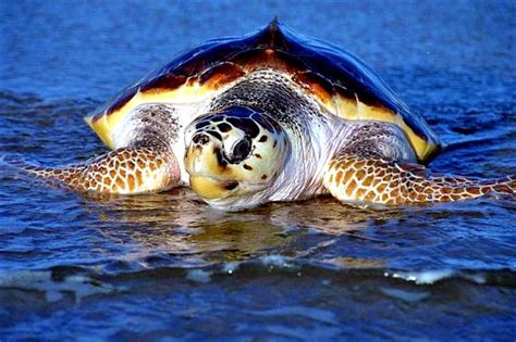 Loggerhead Sea Turtle – "OCEAN TREASURES" Memorial Library