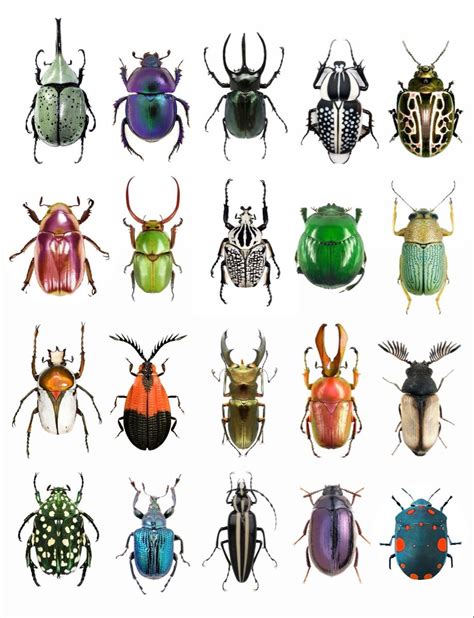Image result for Insects and Names