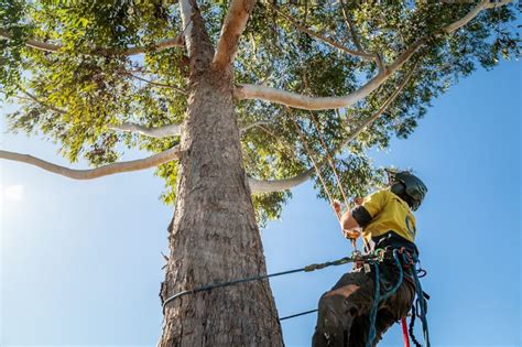 Image result for Tree Lopper Lift