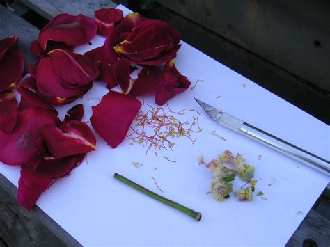 Image result for Hibiscus Flower Dissection