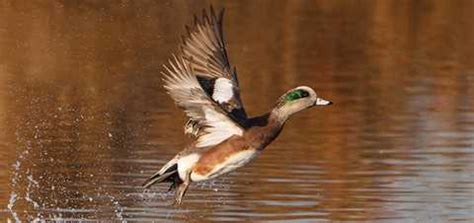 Image result for Advanced Duck Calling