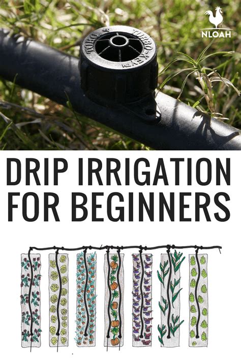 Image result for How to Install Drip Line Irrigation