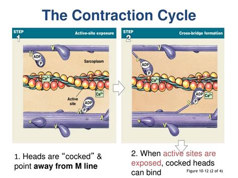 Image result for Muscle Contraction Cycle