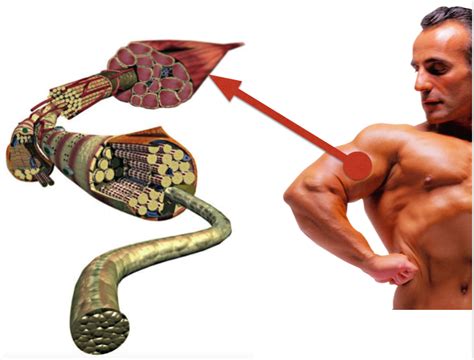 Image result for Building Muscle Mass Sublinal